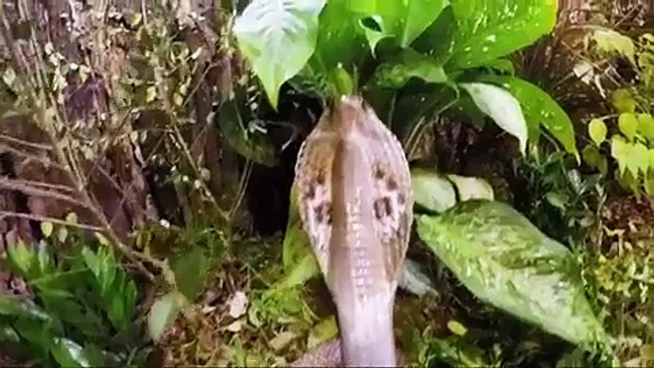 Trailer film 72 Dangerous Animals: Asia 2018 - Vídeo Dailymotion