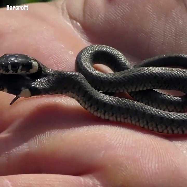 We all know a two-faced snake - video Dailymotion