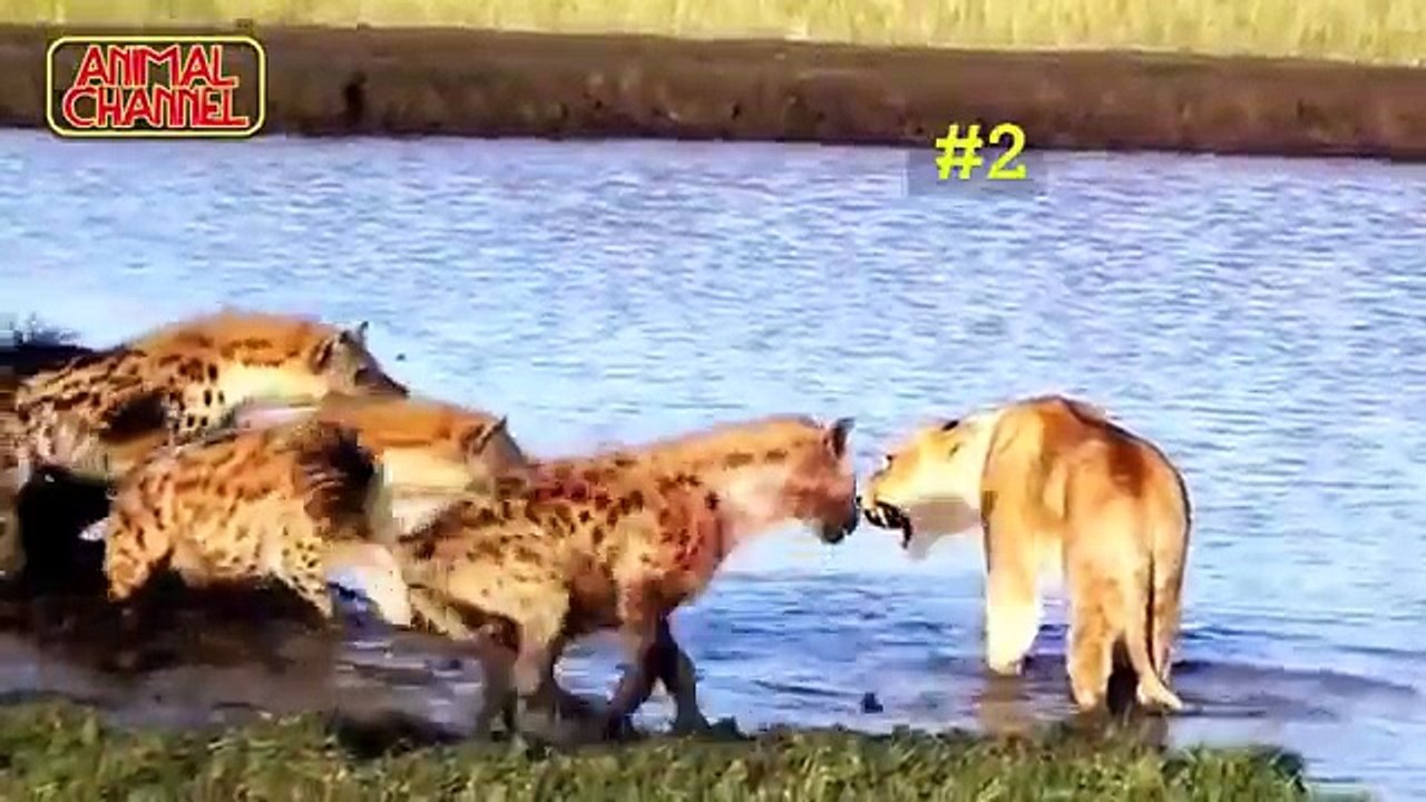 Top 5 Animals that Fight Back Lions - When Prey Animals Attack Back ...