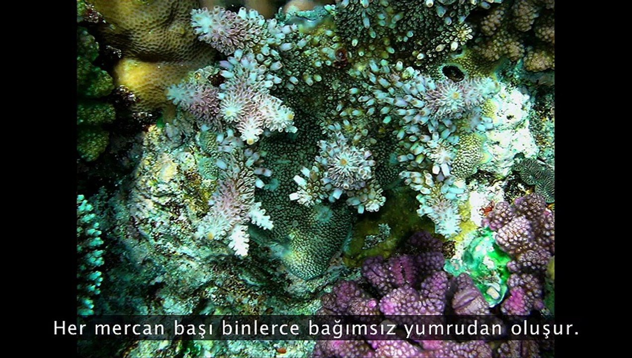 An 8-dimensional model of the universe - Garrett Lisi - 2008 - video ...