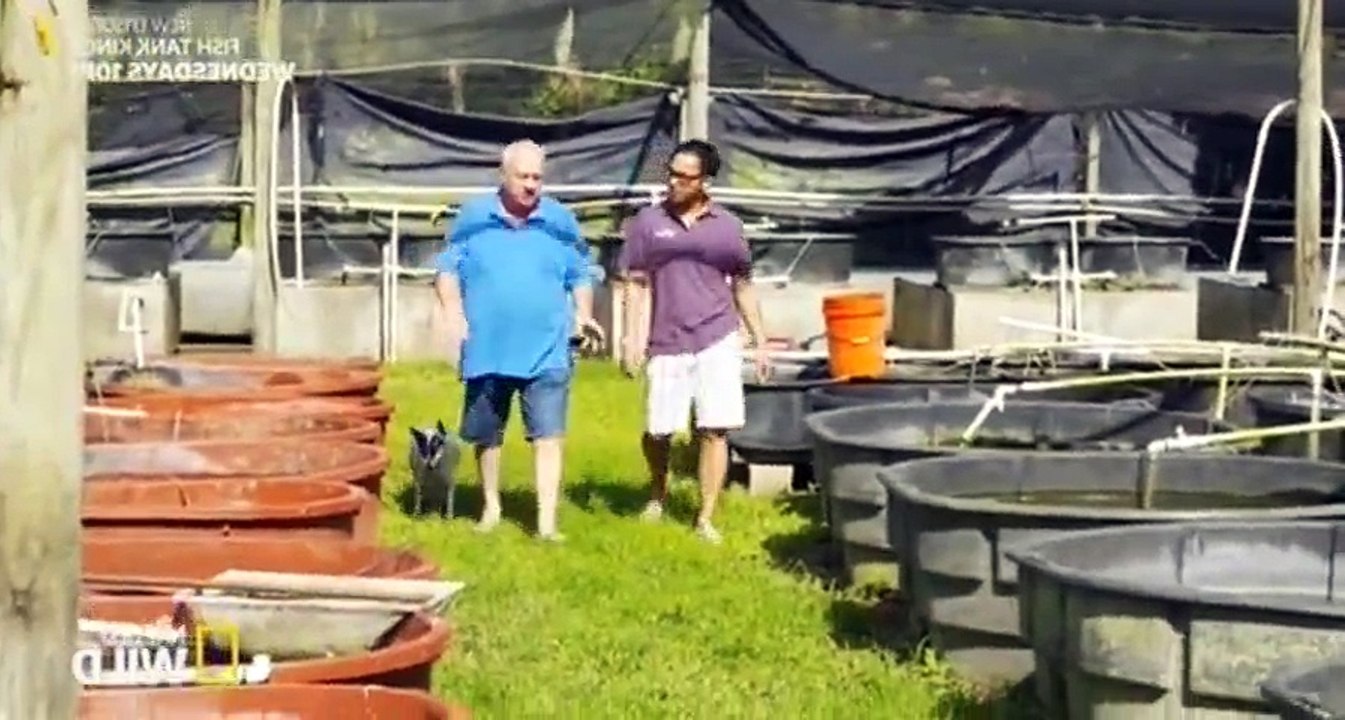 Fish Tank Kings S03 - Ep03 The Fish Whisperer HD Watch - Dailymotion Video