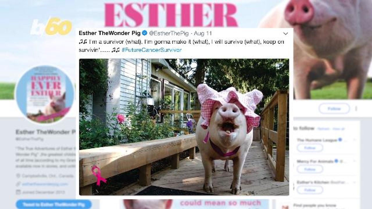 Celebrity Pig Diagnosed with Cancer after Fans Raise $508,000 for Large ...