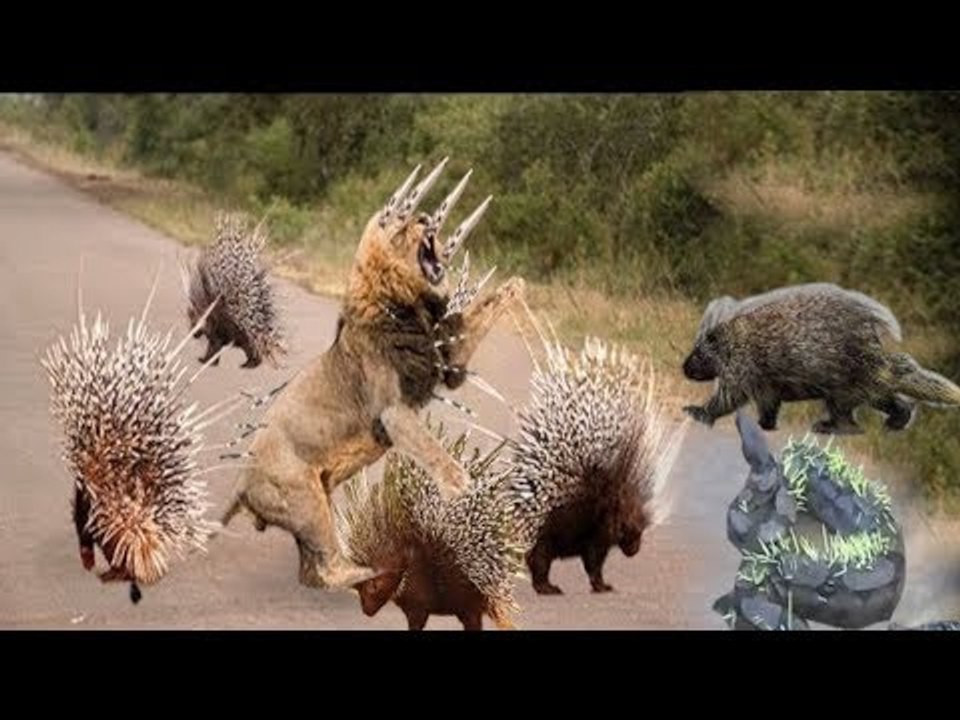 The Lion Taking The Risk Of Hunting Porcupine - Snake Defeated vs ...