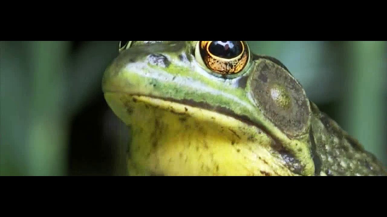 PBS Nature - Frogs, The Thin Green Line - Vídeo Dailymotion
