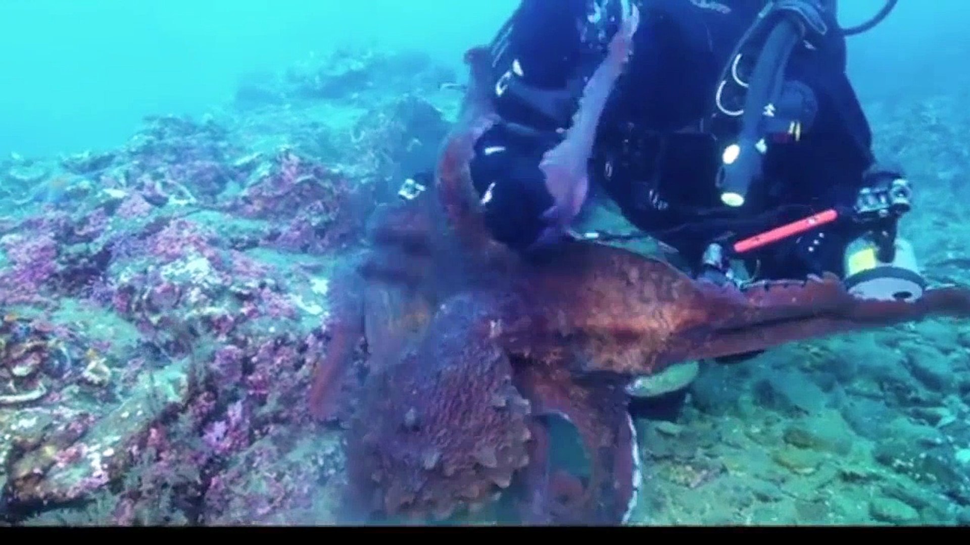 Giant Octopus Attacks Diver