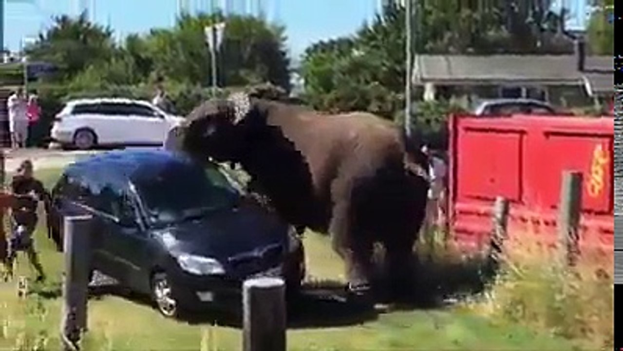 man vs animal - video Dailymotion