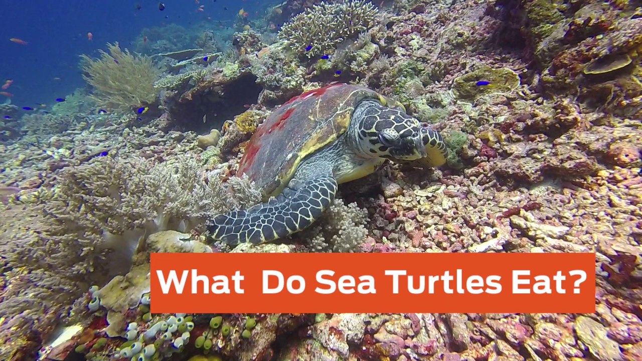What Do Sea Turtles Eat? - video Dailymotion