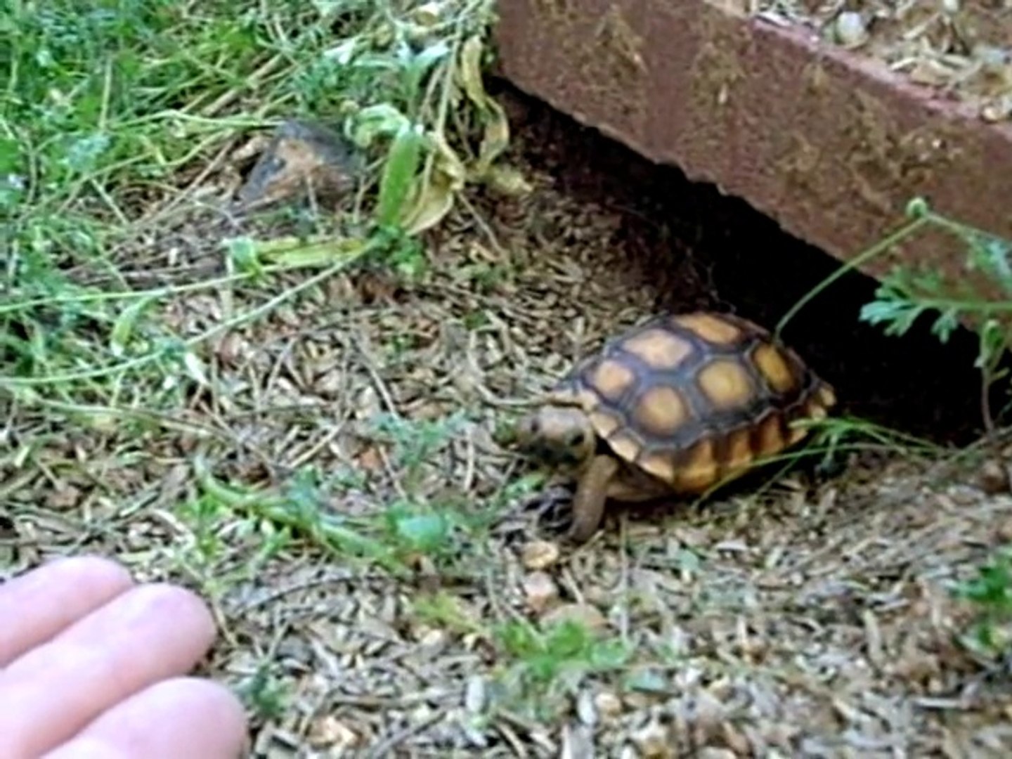 Tortue De Compagnie Mignonne
