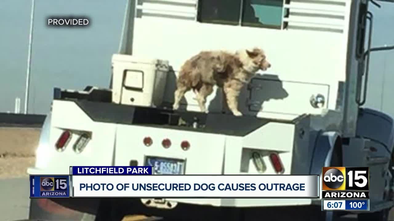 Photo of unsecured dog causes outrage online - video Dailymotion