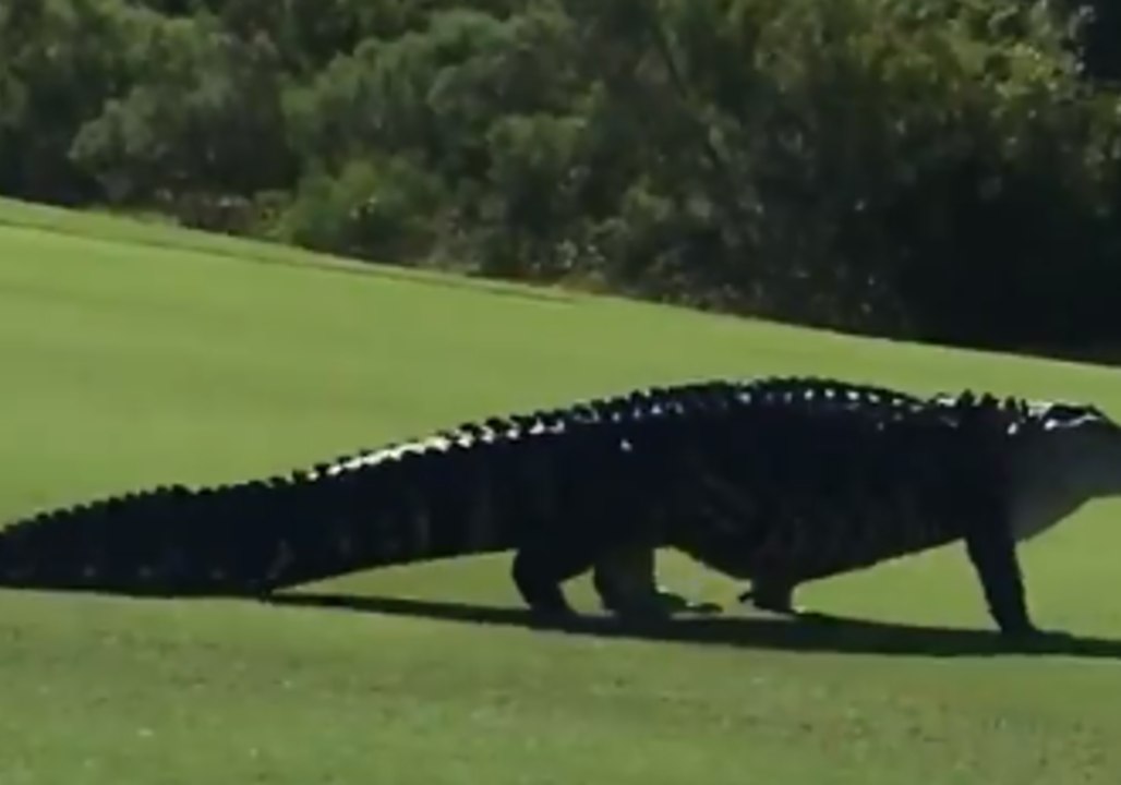 Monster Gator Spotted at Florida Air Force Base - video Dailymotion