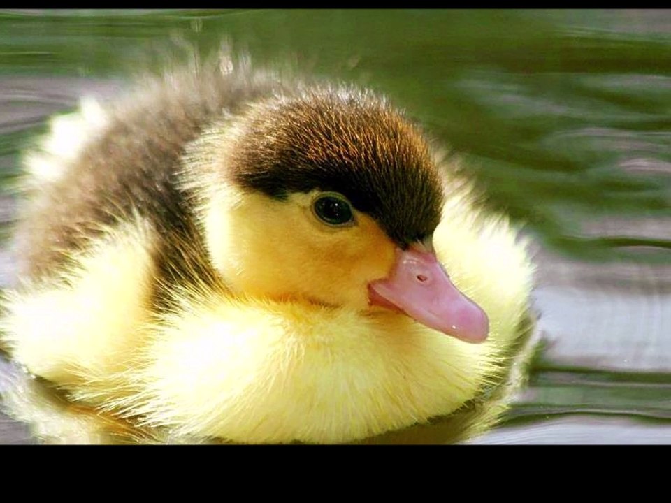 patitos bebes tiernos - Vídeo Dailymotion