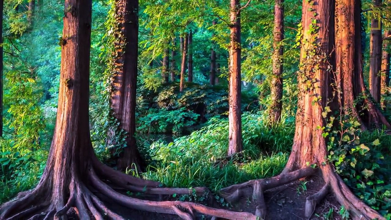 How Trees Secretly Talk to Each Other in the Forest | National ...