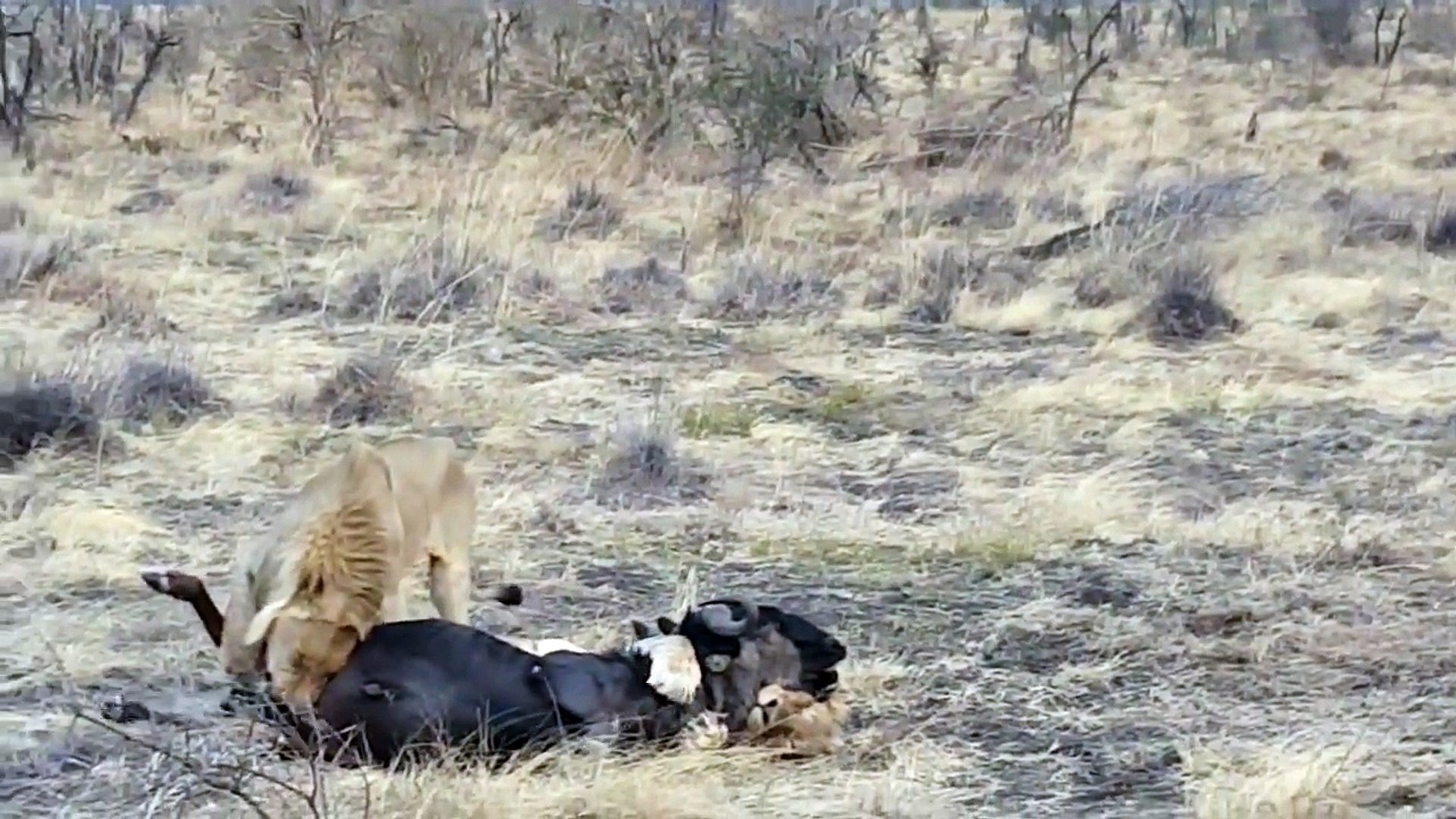 Lion Eating Wildebeest Alive