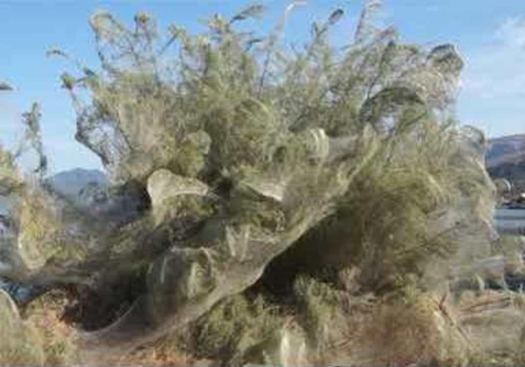 Spiders Cover Greek Coast in Webs - video Dailymotion