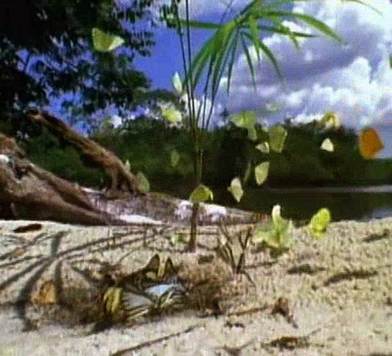 Baby Einstein 22 - Baby Van Gogh - World of Colors (06mos) - video ...