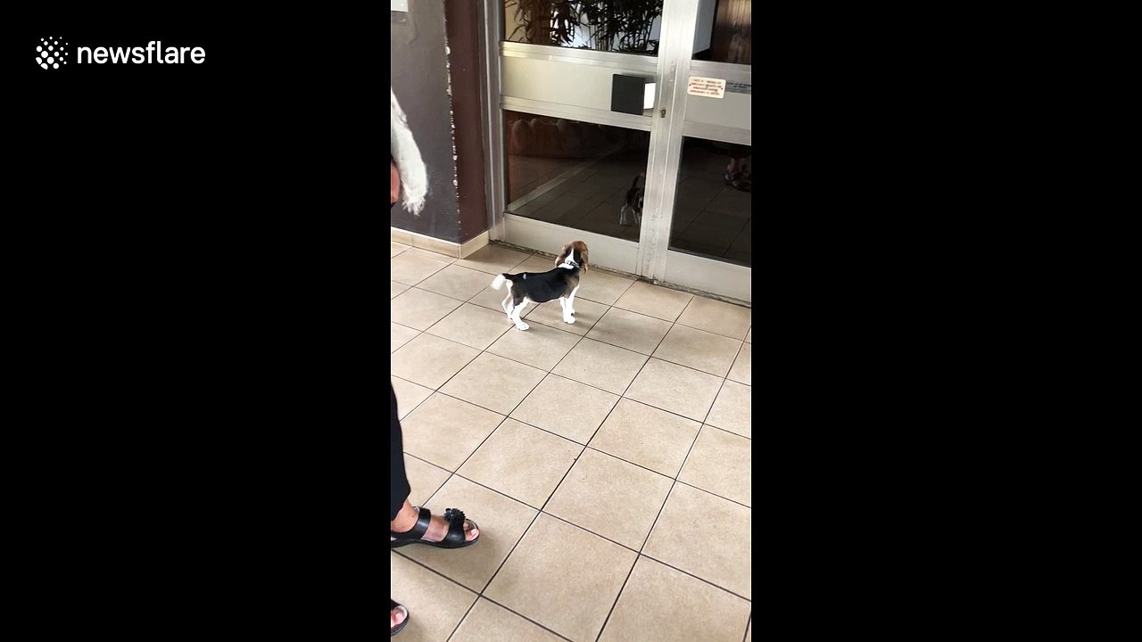 Confused beagle puppy adorably freaks out over his reflection - video ...