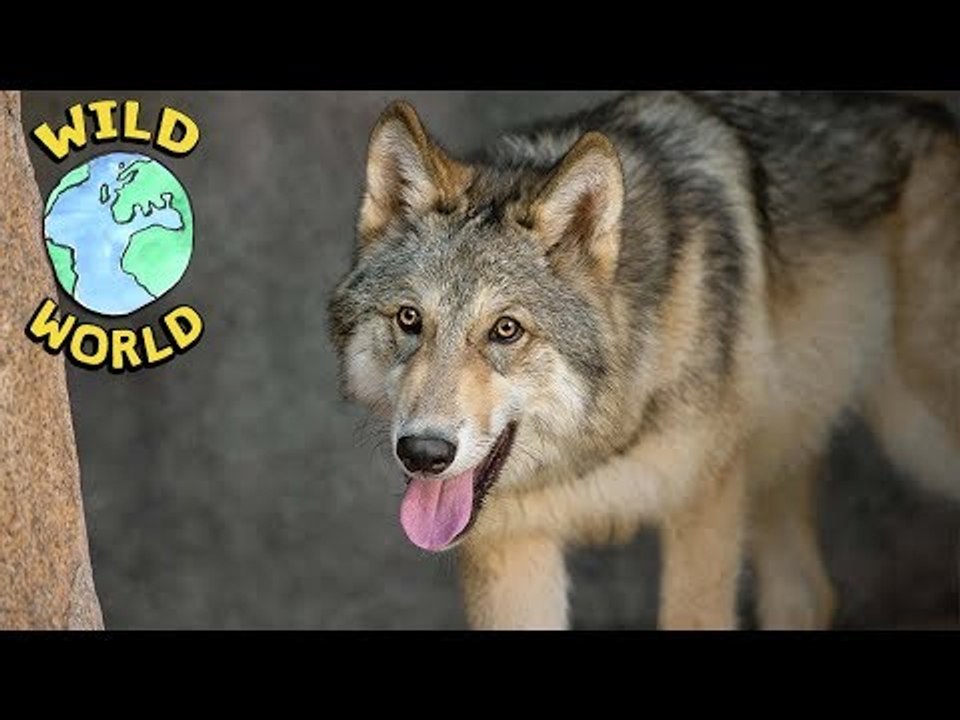 Wild World - The Wolf | ZeeKay - video Dailymotion