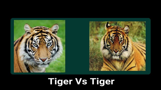 Animal World videos - Dailymotion