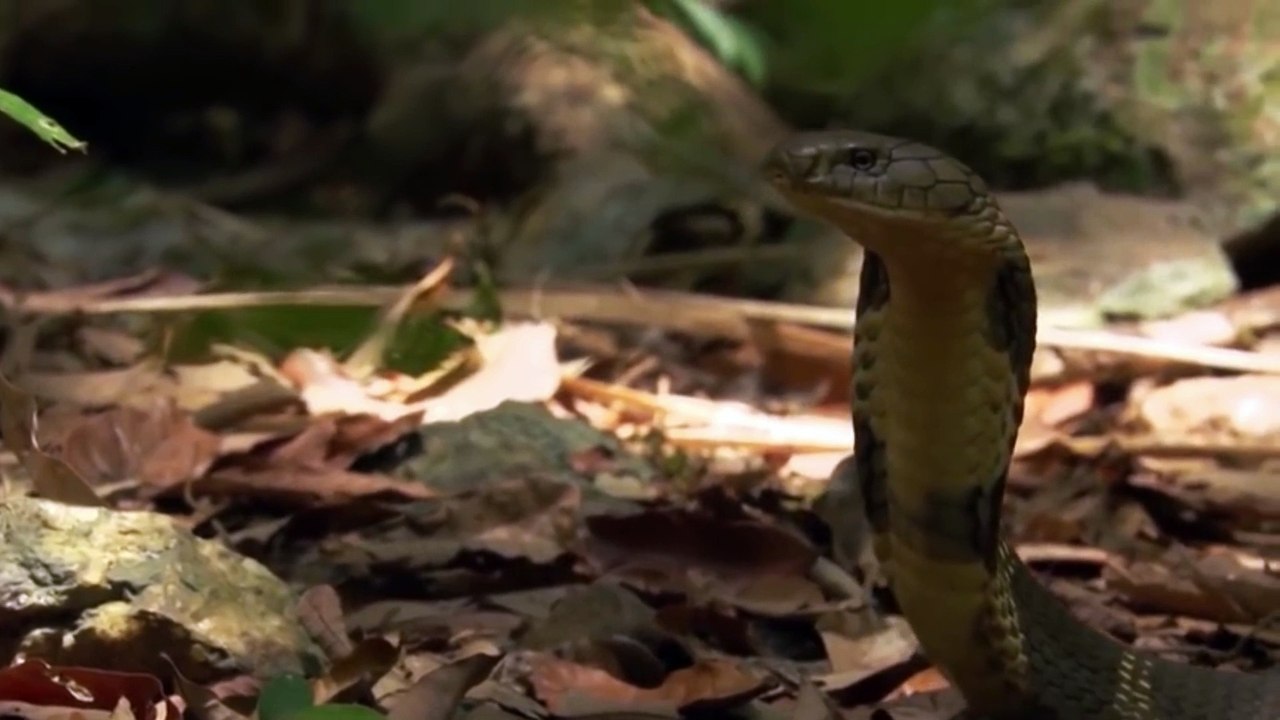 King Cobra Attacks And Eats Spitting Cobra And other Snake - video Dailymotion