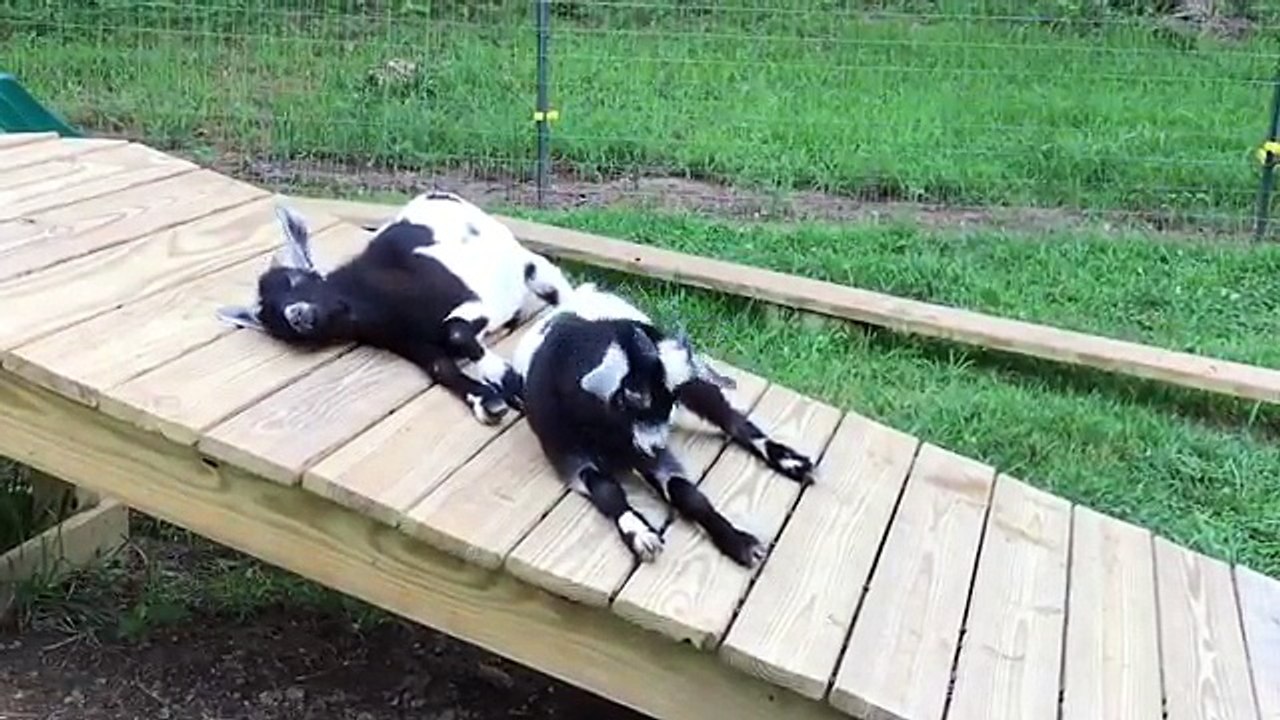These goats are loving this slide - video Dailymotion