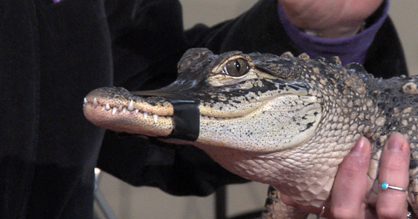 Gators and Ghouls for Halloween - video Dailymotion