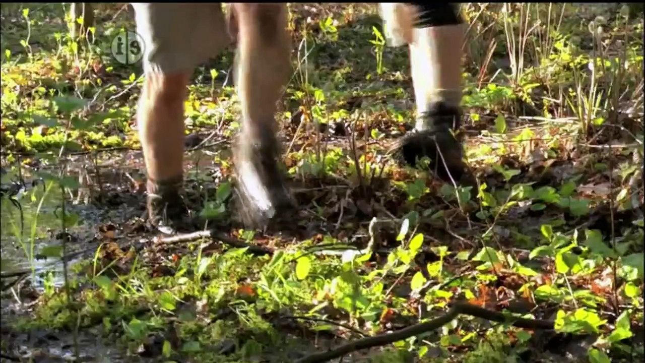 Wild Kratts S01E13 - Mystery of the Weird Looking Walrus - Dailymotion ...