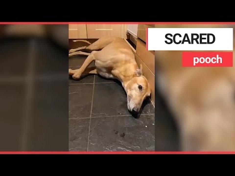Terrified greyhound has meltdown thanks to scary fireworks | SWNS TV ...