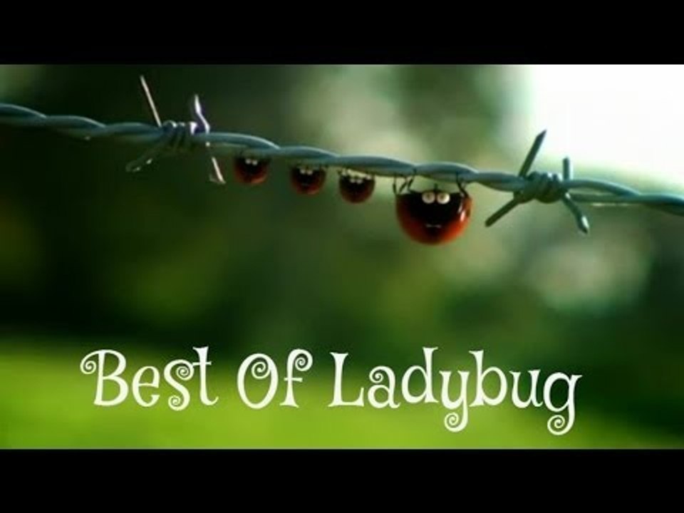 Minuscule - Best Of Ladybug / Best Of Coccinelle - video Dailymotion