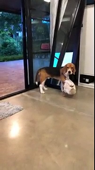 Ce chien et ce canard se font un câlin... Adorable - Vidéo Dailymotion