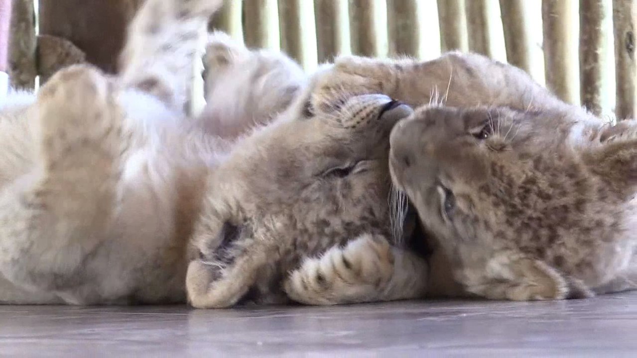 Ví­ctor e Isabel los primeros leones nacidos por fecundación in vitro ...