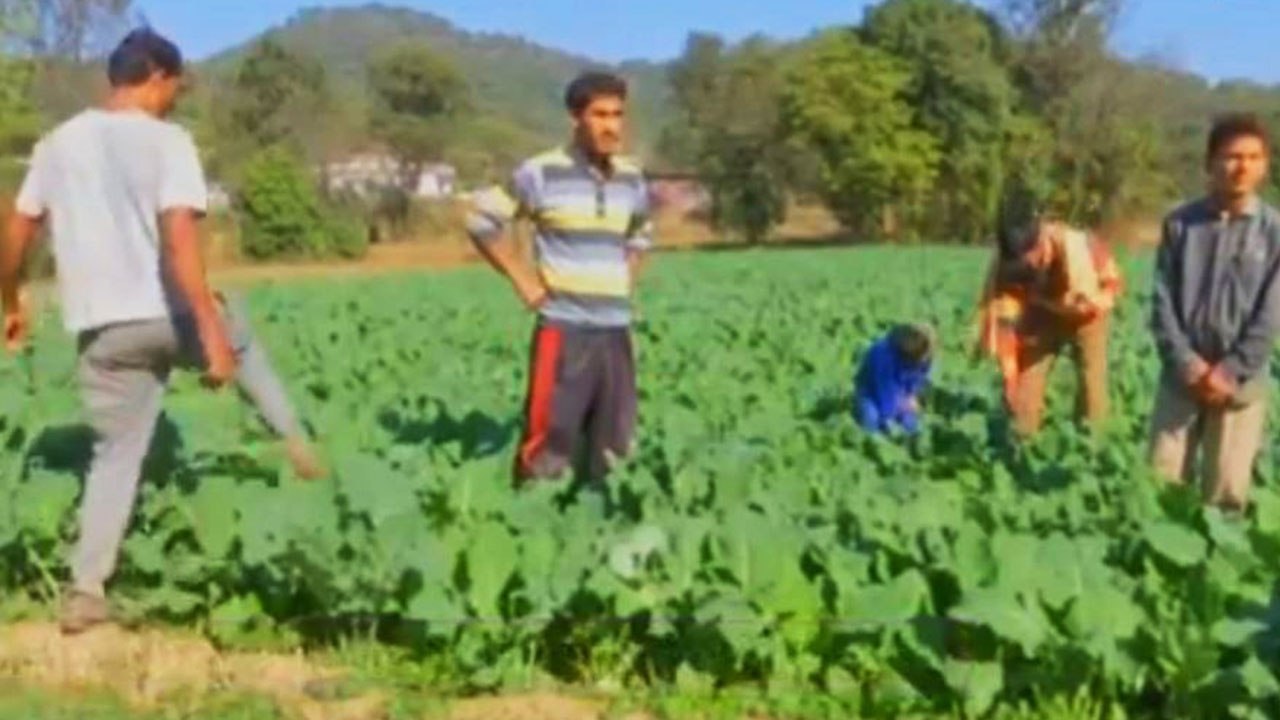 Jammu Kashmir Farmers को Organic Farming से हो रहा है जमकर फायदा, बढ़ ...