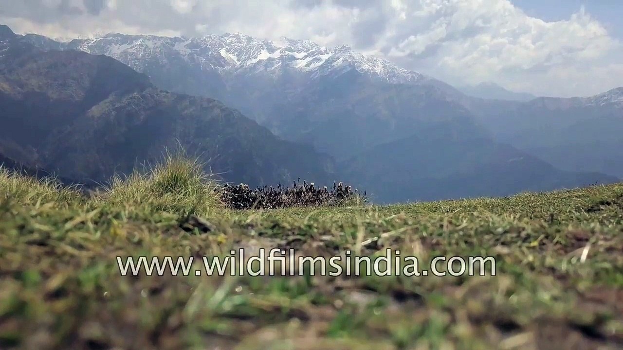 Chandrashila Peak aerial view and 360 degree from above Tungnath temple ...