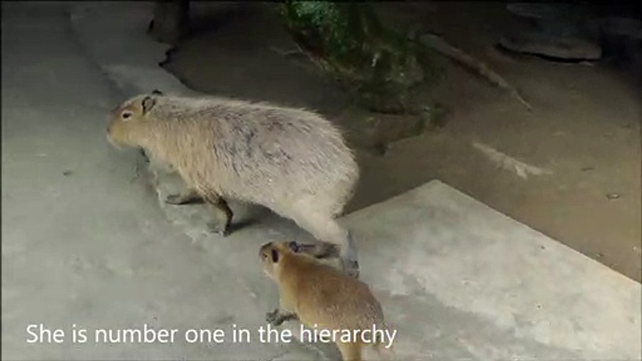 The Sounds Capybaras Make - Barks - video Dailymotion