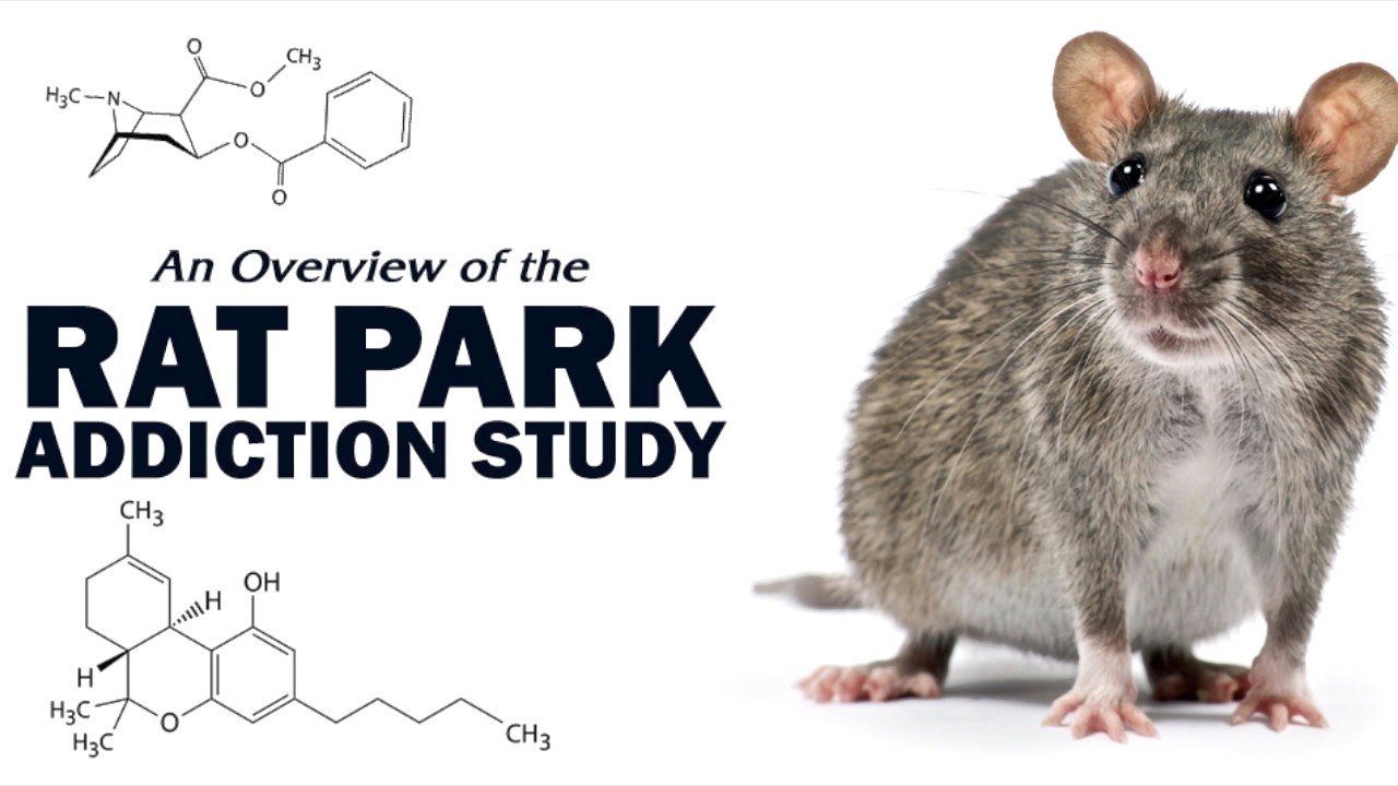 Beating Drug Addiction - The Rat Park Experiment - video Dailymotion