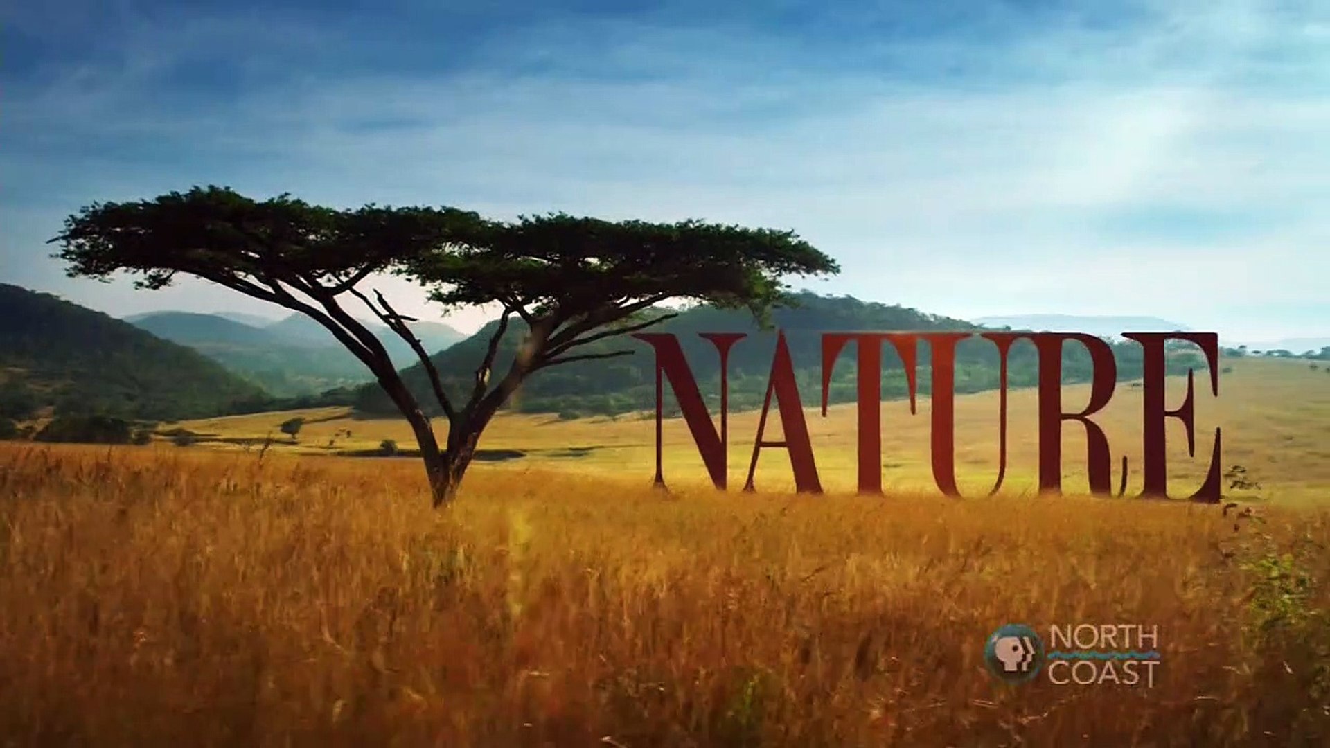 Pbs Nature Logo Tree