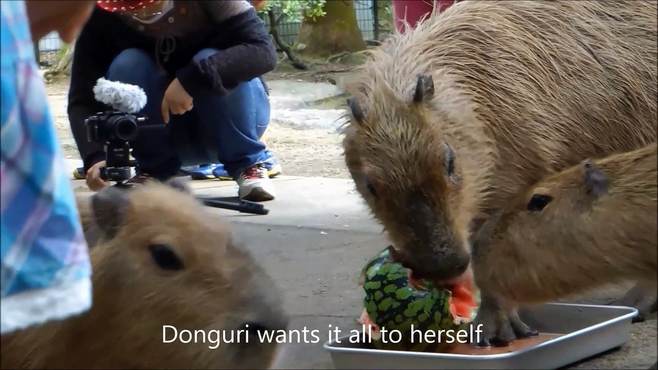 My Favourite VIdeo A Sad Capybara Story With a Happy Ending 悲しいカピバラの物語 ...
