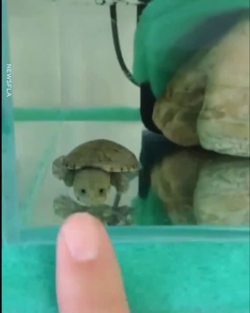 L'espèce De Tortue La Plus Mignonne Animaux. Galapagos: La Tortue