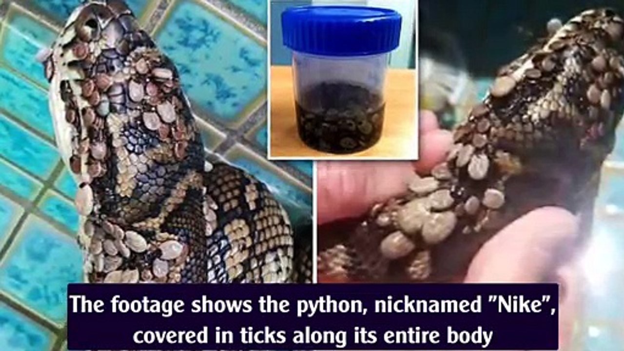 Snake Catcher Saves Python Found With 511 Ticks On Its Body - video ...