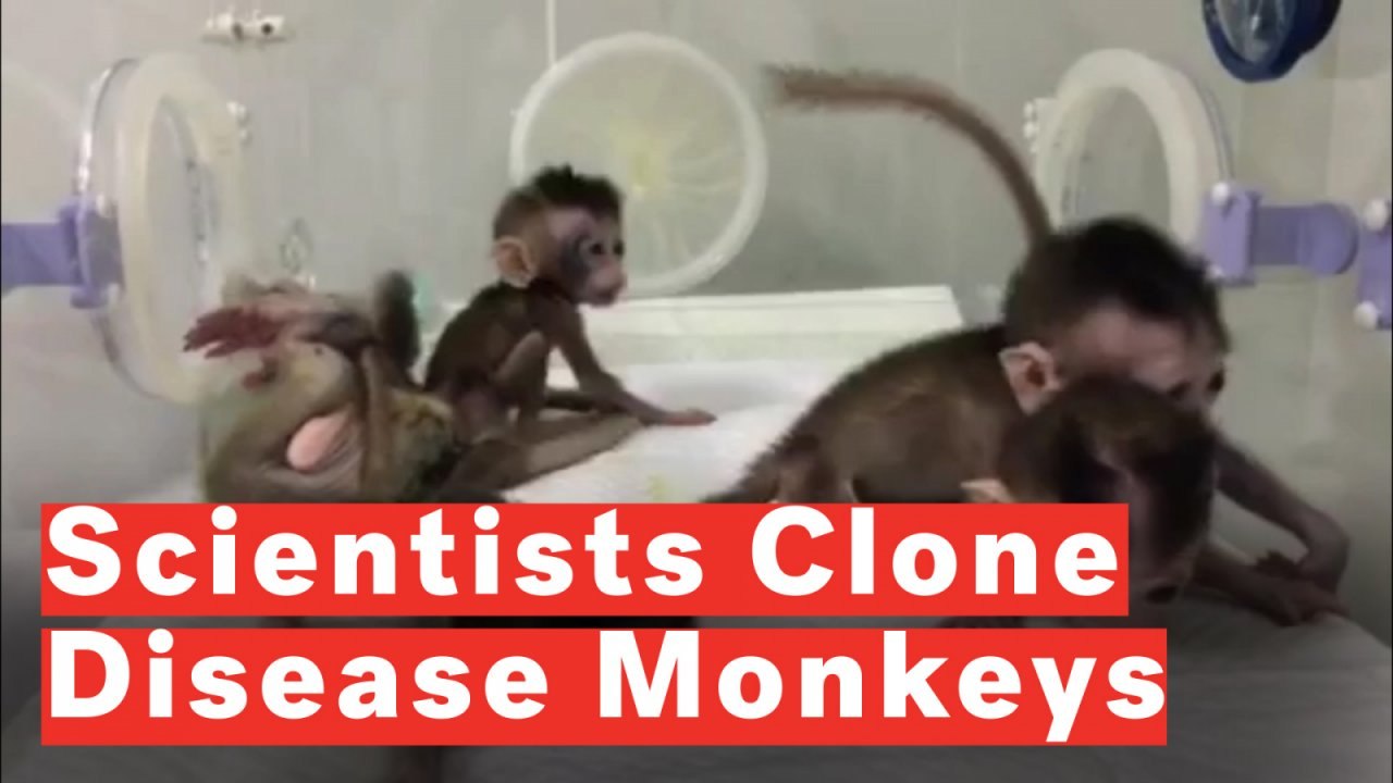 Chinese Researchers Clone Five Gene Edited Disease Monkeys - COS.TV