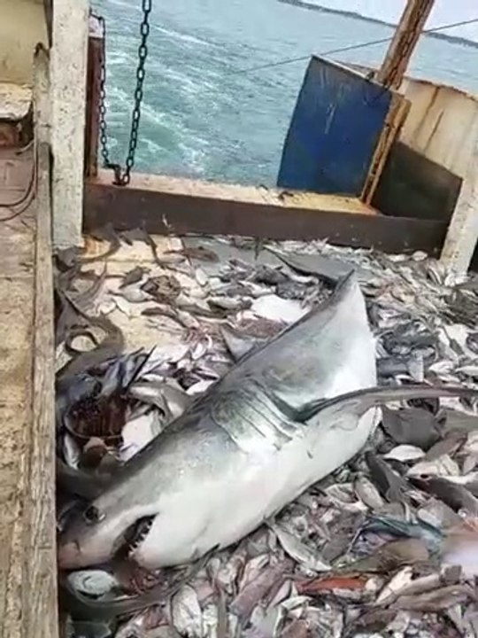Des pecheurs découvrent un grand requin blanc dans leur filet - Vidéo ...