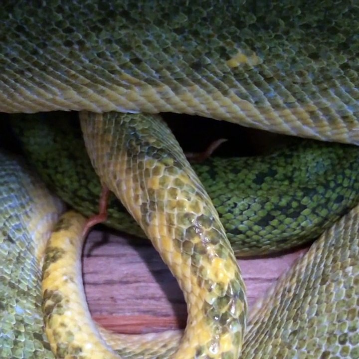 A Look at Spurs of a Male Green Tree Python - video Dailymotion