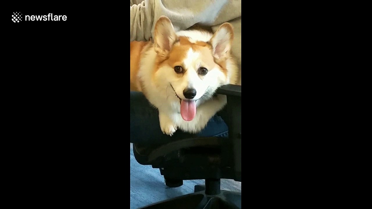 Corgi gives a cheeky wink while working hard in the office - video ...