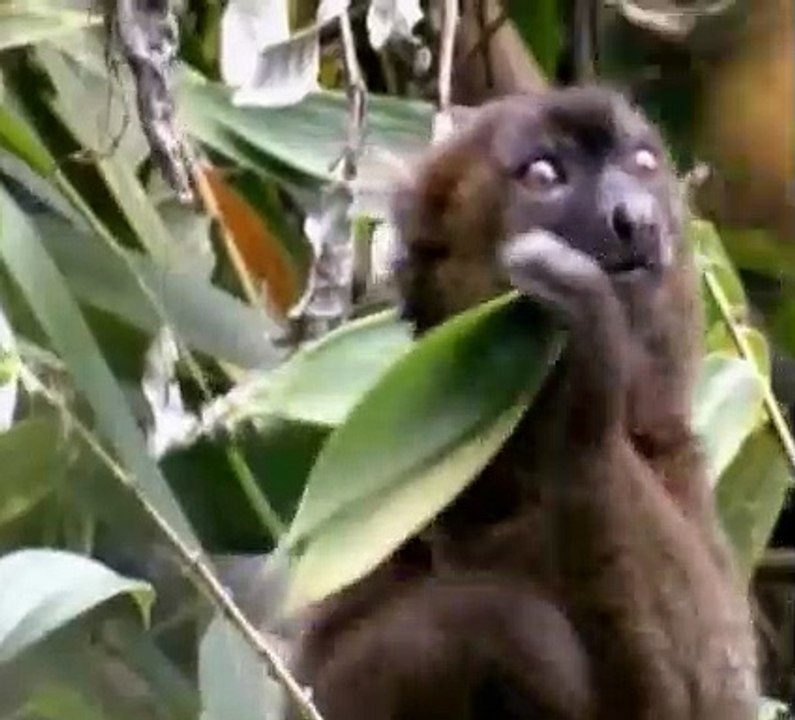 Wild Kratts S03E20 Fossa Palooza - video Dailymotion