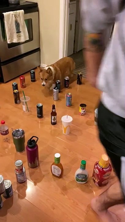 Clever corgi carefully navigates her way through new viral maze ...