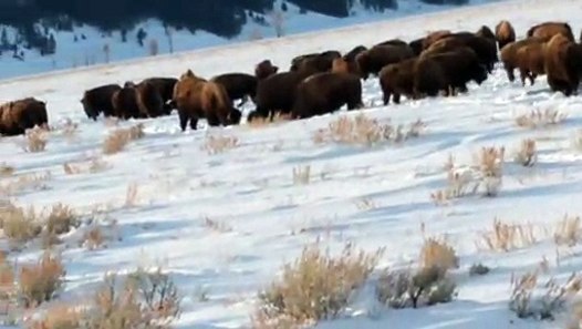 Beautiful Bison Migration in Wyoming - video dailymotion