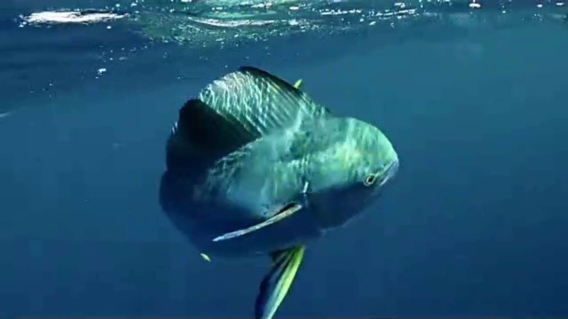 Real Flying Fish Flying Fish Original Print Buch Der Welt 1850