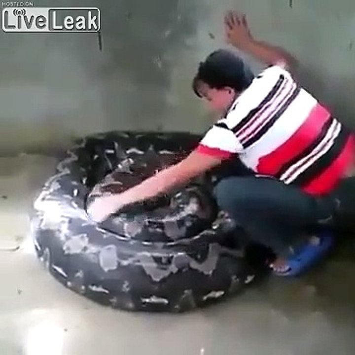 Elle nettoie son python géant qui vient de muer - Vidéo Dailymotion