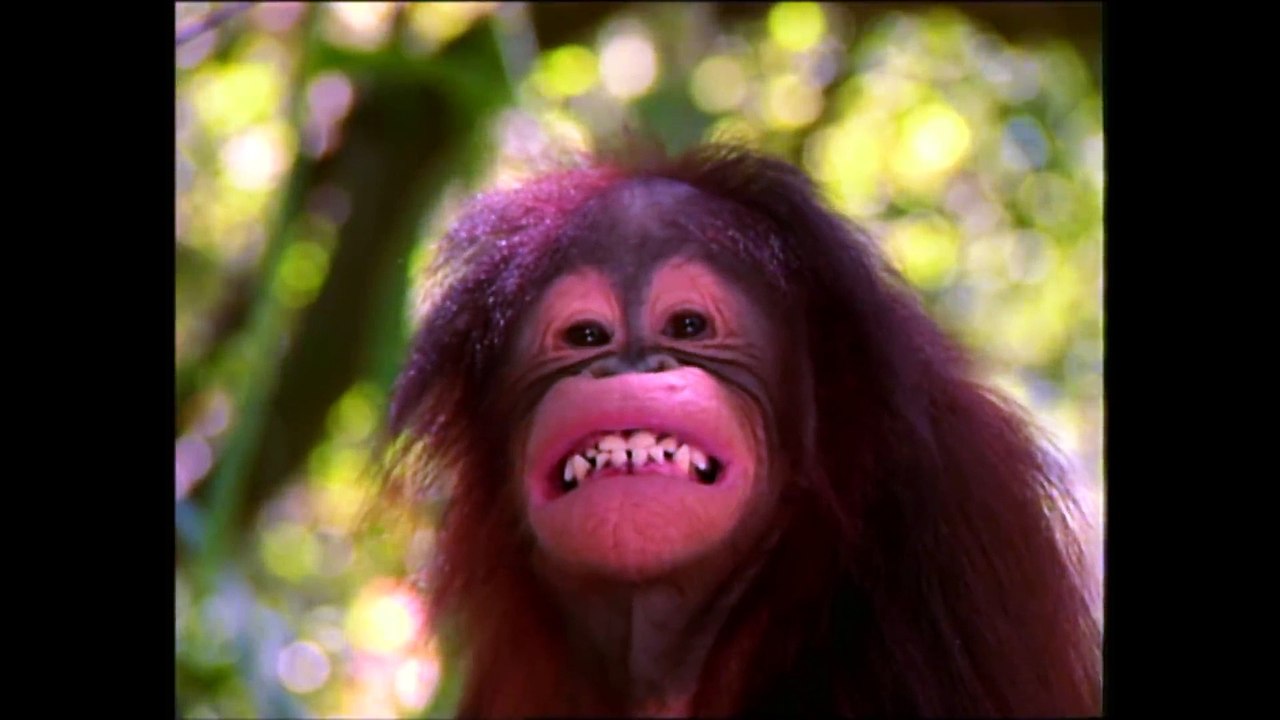 World Animal Adventure, Part 1 Animal Videos for K - video Dailymotion