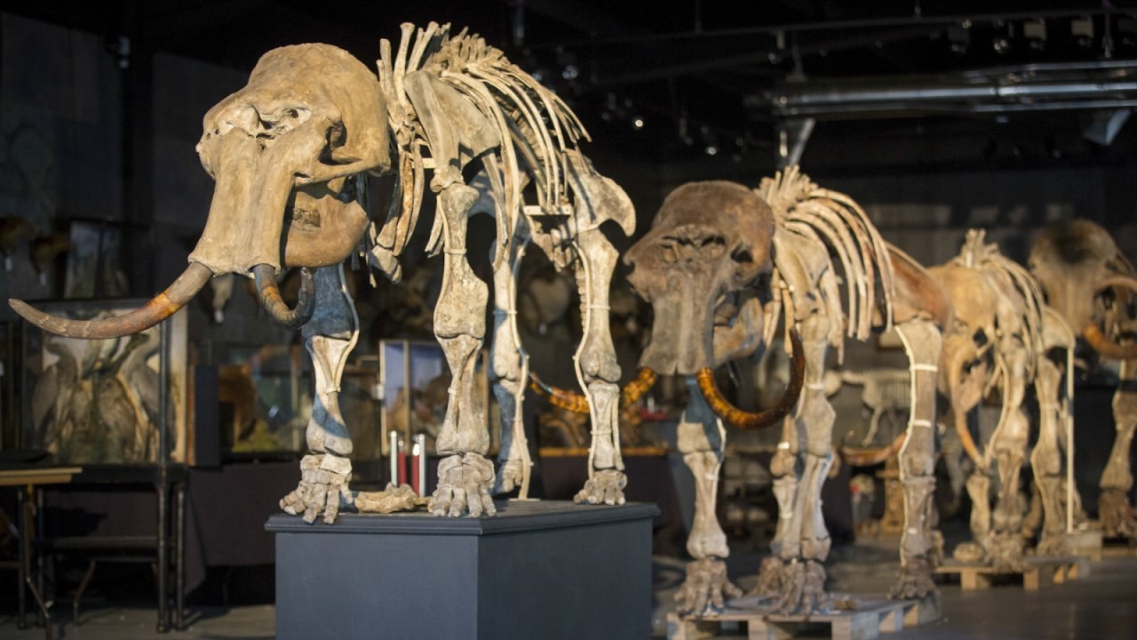 Scientists Work To Bring Woolly Mammoth Back To Life - video Dailymotion