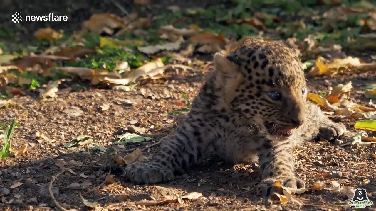 Lost baby leopards rescued and reunited with their mums in one day ...